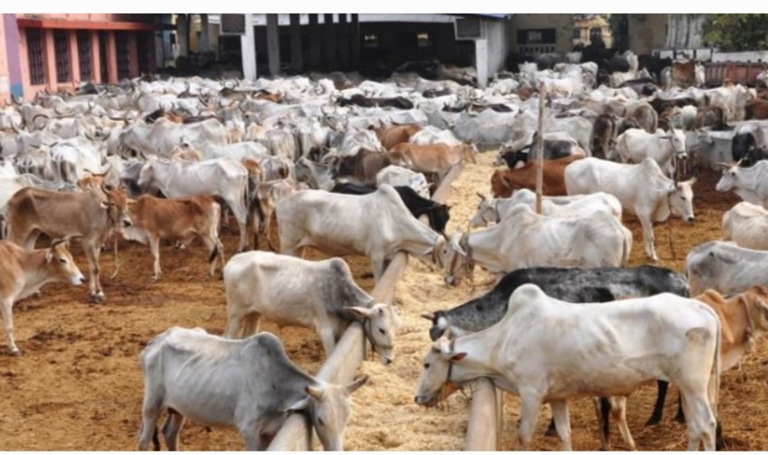 NAMCON To Establish Cattle Ranches In 774 LGAs. - The Trumpet